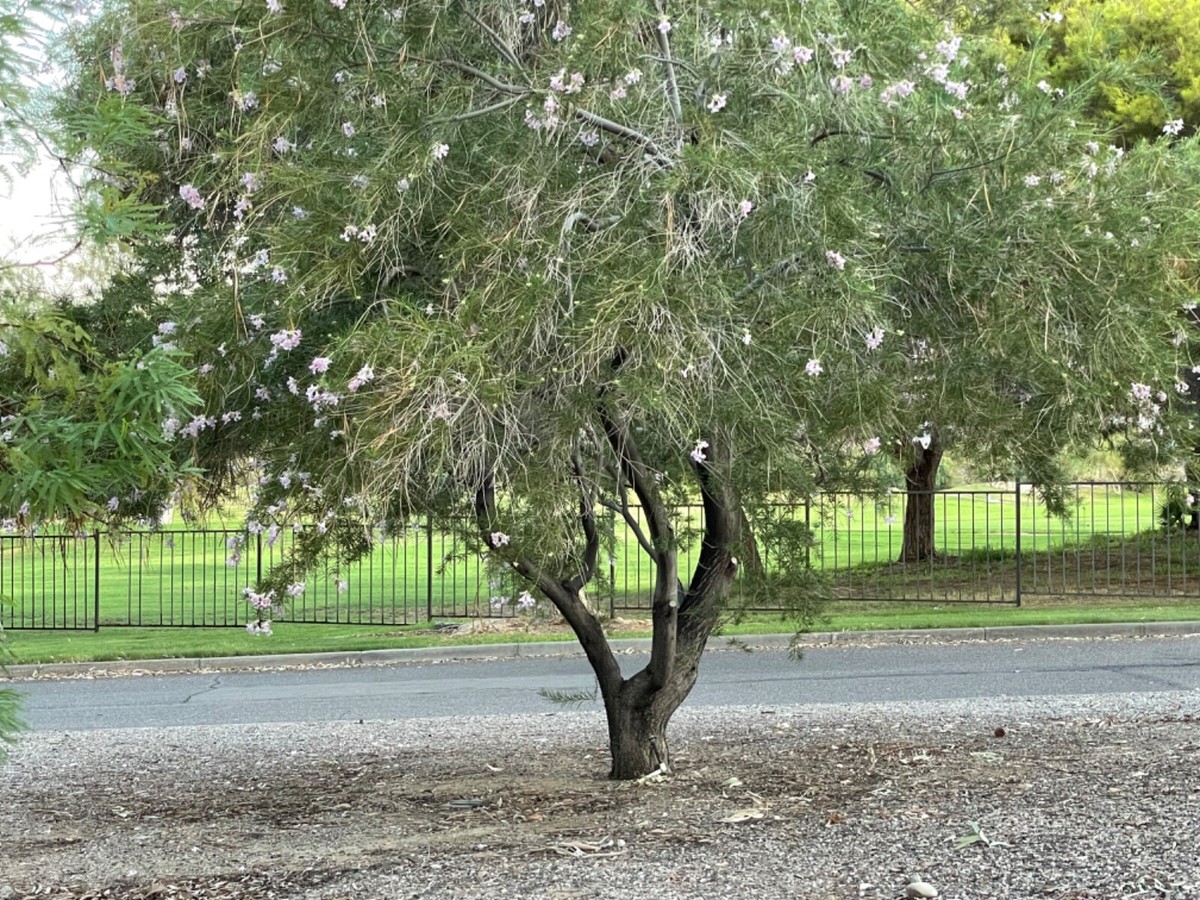 Desert Willow Tree Seeds