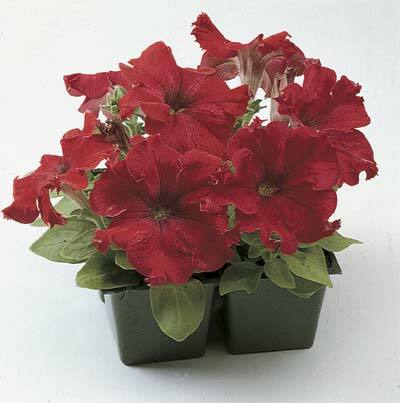 Petunia Ultra Red 1,000 seeds | eBay