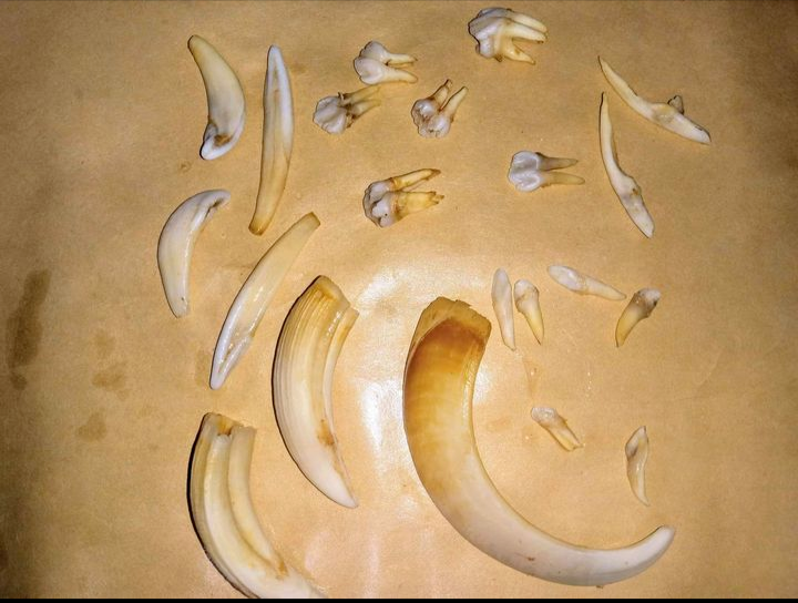 real animal teeth | eBay