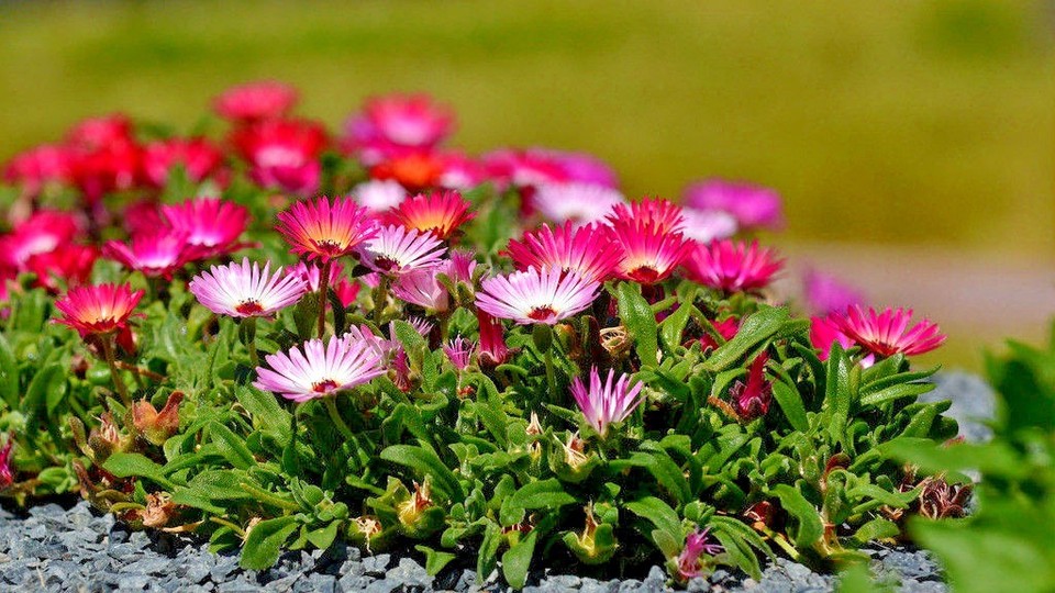 8001+ICE PLANT MIX Flower Seeds Groundcover Drought Heat Poor Soils ...