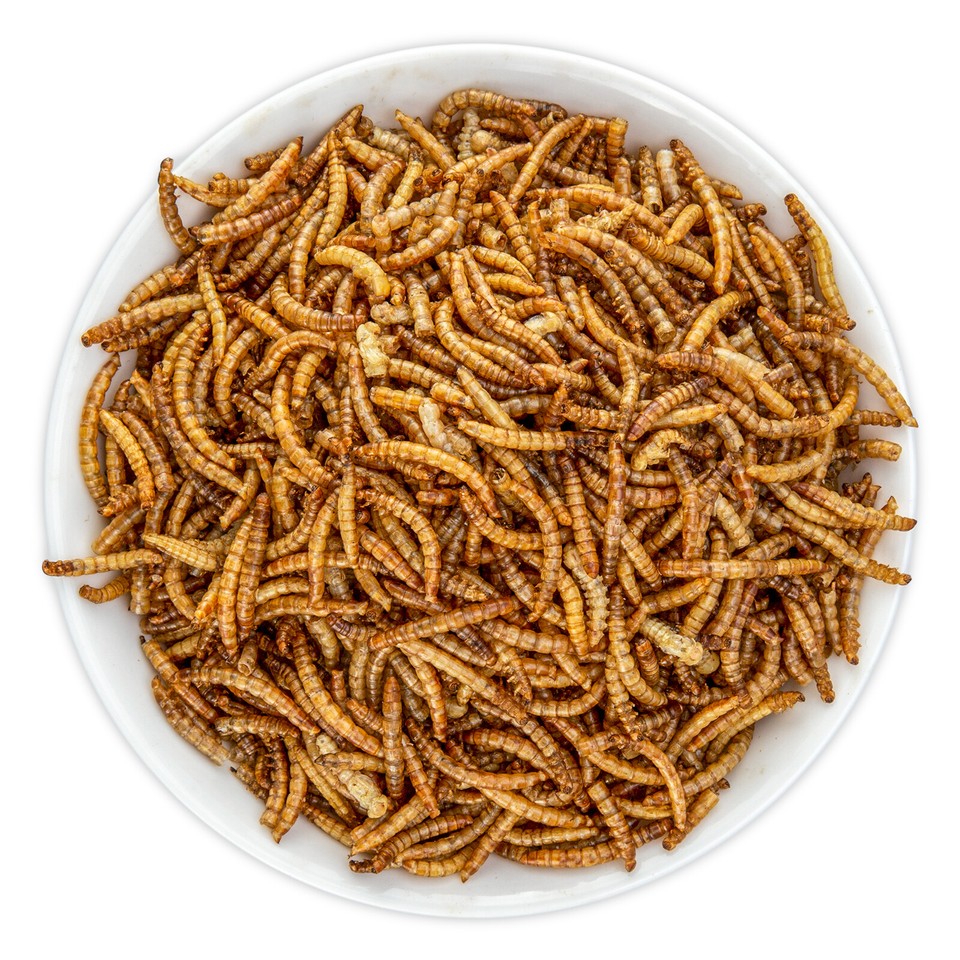 11 LB Dried Mealworms High Protein Bulk Sale Non-GMO Food For Chicken ...