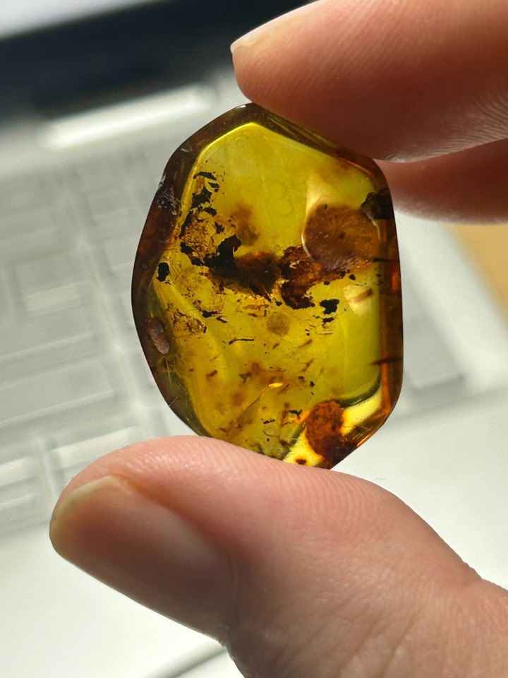 amber stone genuine from Dominica , about 99 millions year old. | eBay
