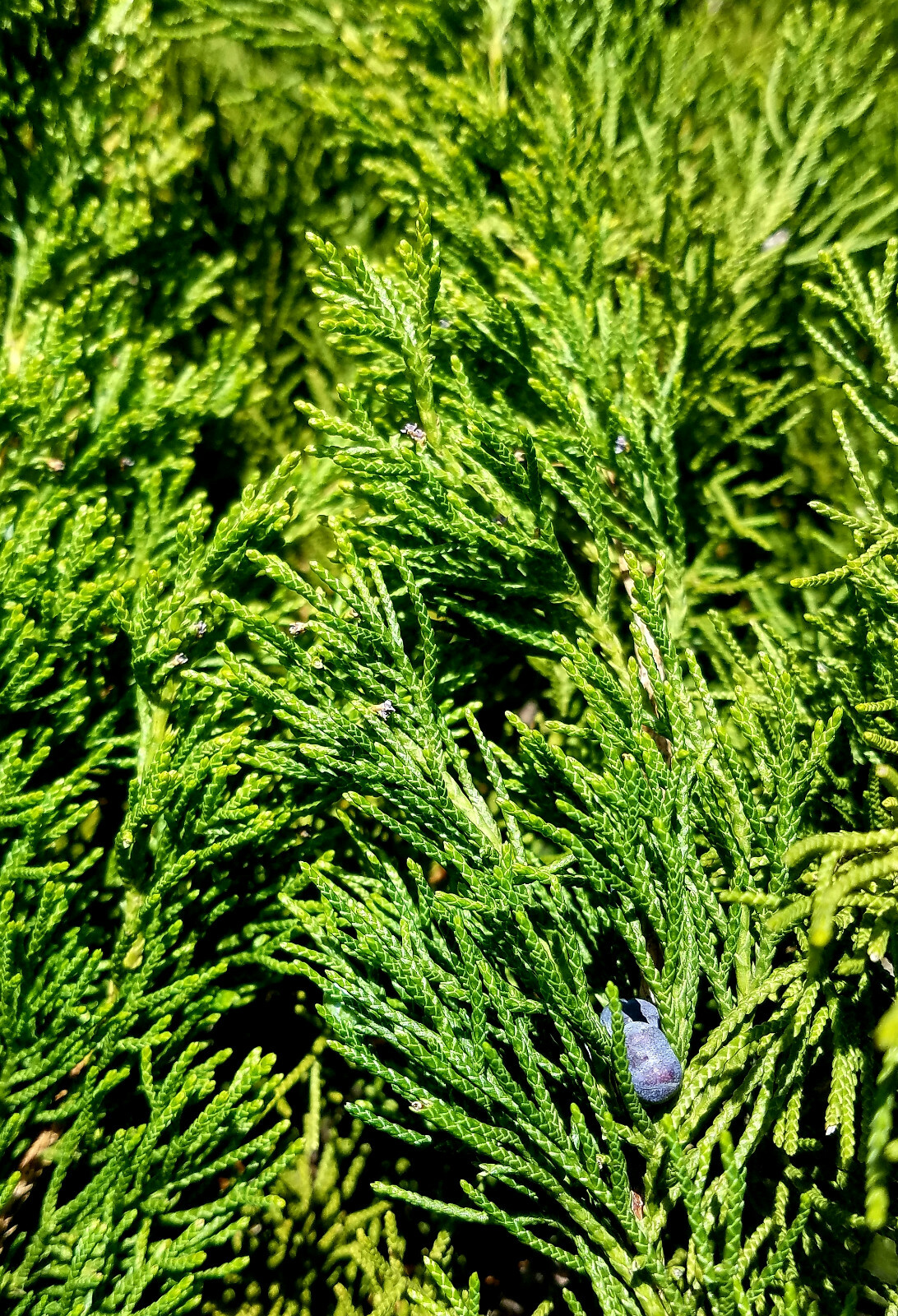 Fresh Juniper Smudge 7", Celtic Saining Bundle, with SELENITE wand ...