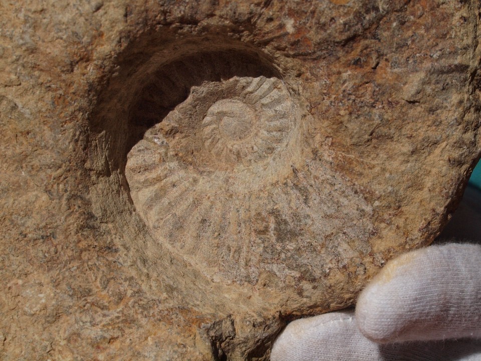 Ammonite Fossil Sea Shell Morocco Cambrian Period 485 Million Years Old ...