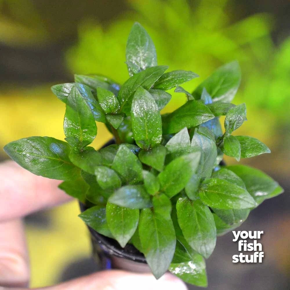 Staurogyne Repens Emersed