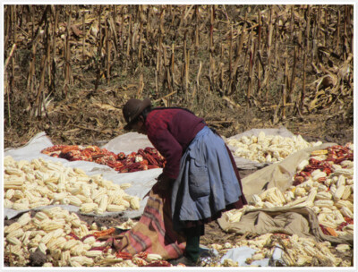 4 OZ Non-GMO Giant Cuzco Inca White Corn seed huge seeds rare genuine ...