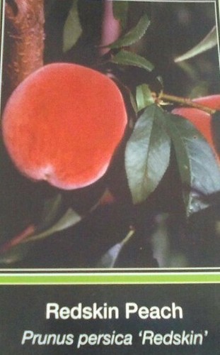 REDSKIN PEACH 4-6 Ft TREE PLANT SWEET JUICY PEACHES FRUIT TREES PLANTS ...