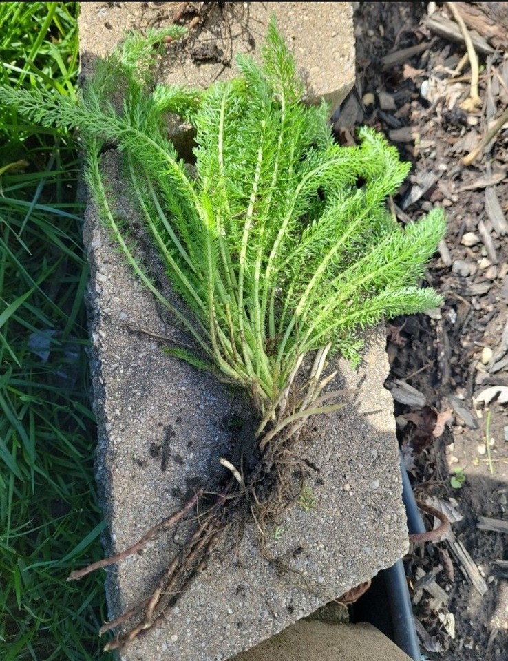 Pink Yarrow Achillea Millefolium Native Perennial Bare Root Live Plant ...