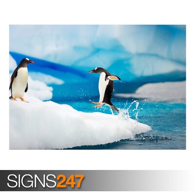 GENTOO PENGUINS poster from Antarctica animal art print in sizes A1 to ...
