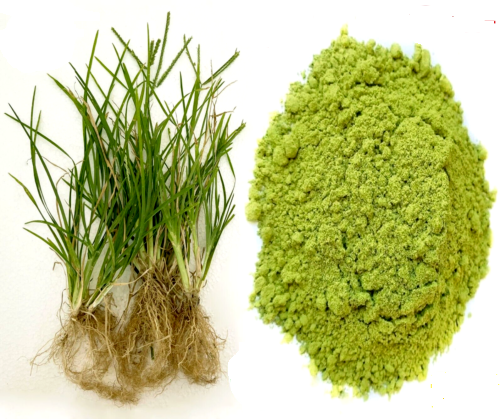 Dried Paragis Plant Powder Eleusine indica GooseGrass Poaceae Ayurvedic ...