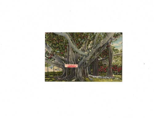 The Great Banyan Tree Thomas A Edison Winter Home Ft. Myers Florida ...