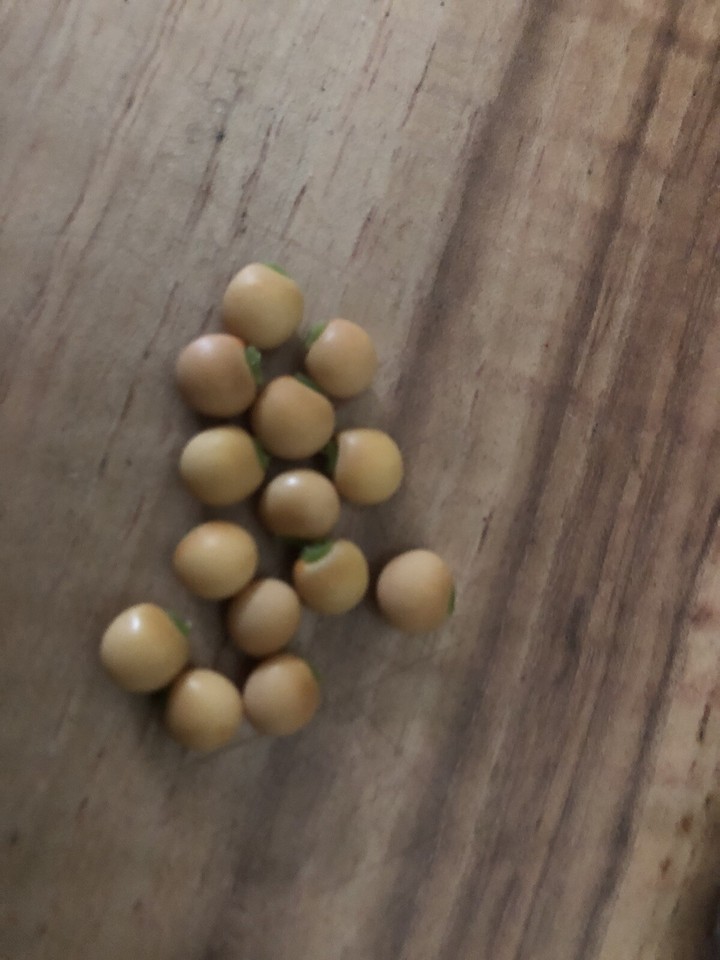 PIGEON PEAS- GANDULES - GUNGO PEA - DAHAL GUNGO - 15 SEEDS READY TO ...