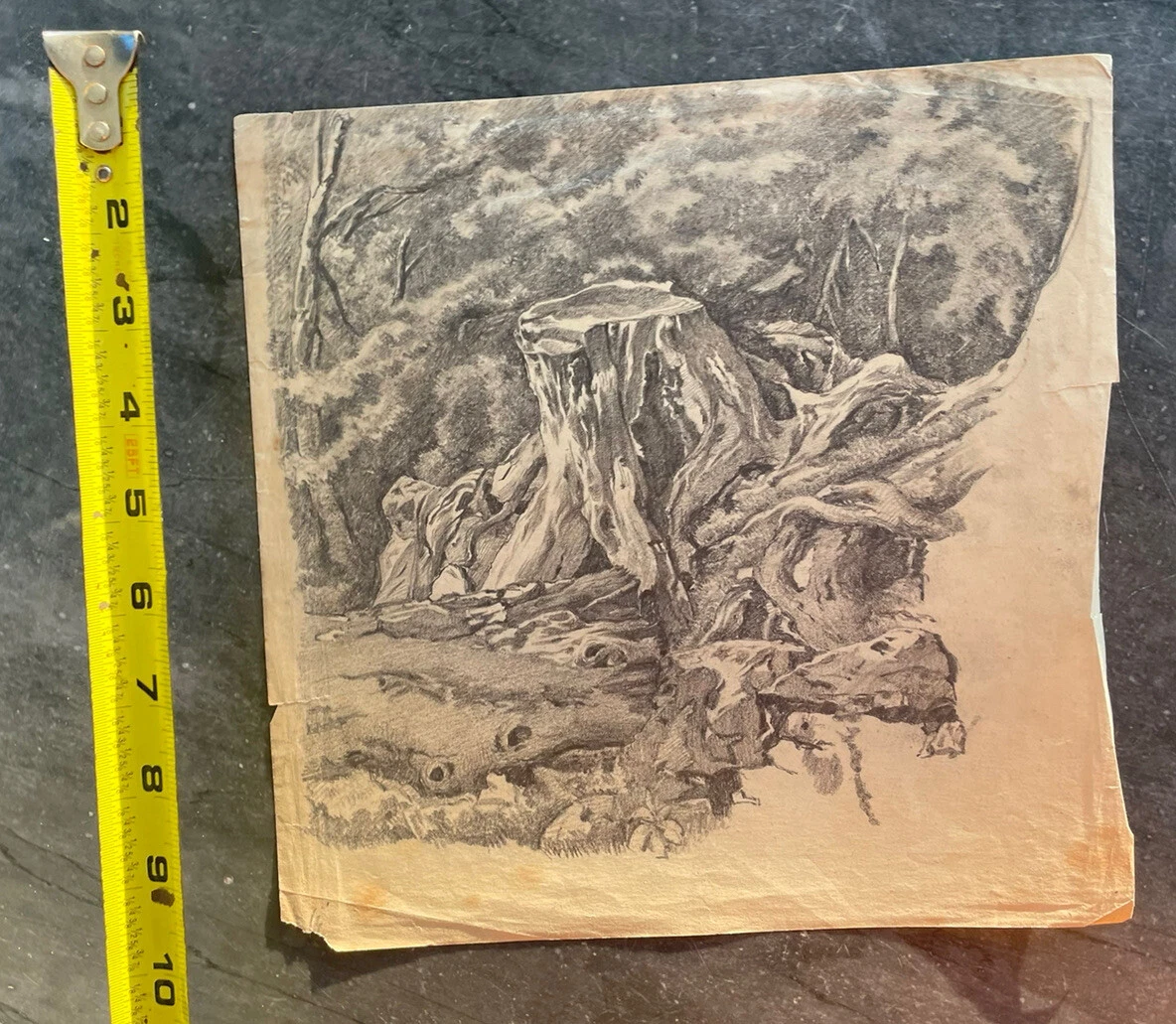 Tree Trunk Pencil Drawing