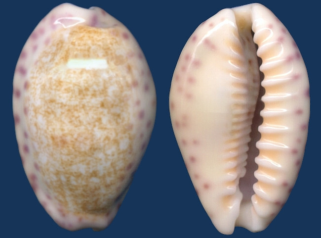 Shell Cypraea chinensis violacea Seashell | eBay