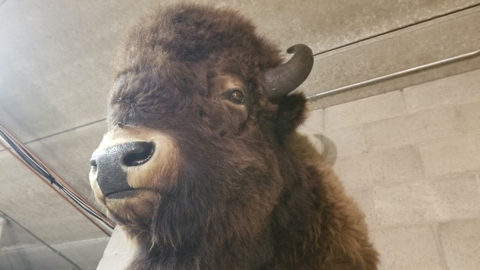 American Bison Trophy Shoulder Mount - Museum Quality | eBay