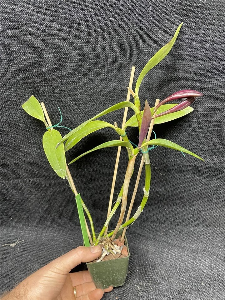 C. dormaniana `Mt. View' AM/AOS Original Division Cattleya Orchid ...