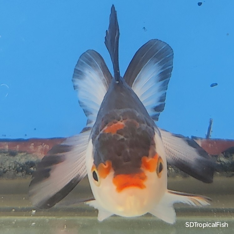 Live Fancy Goldfish Thai Oranda Tri-color 2.50" Body (E-113) Combined ...
