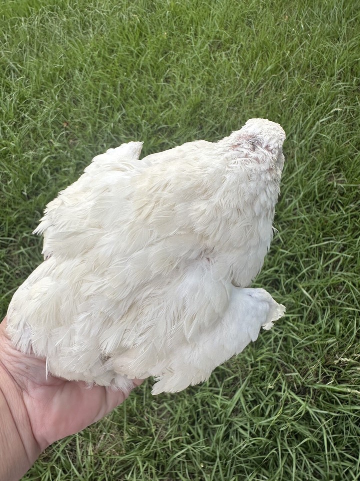 Quail 6++Jumbo Texas A&M Large Egg Layer Great meat priority ship and ...