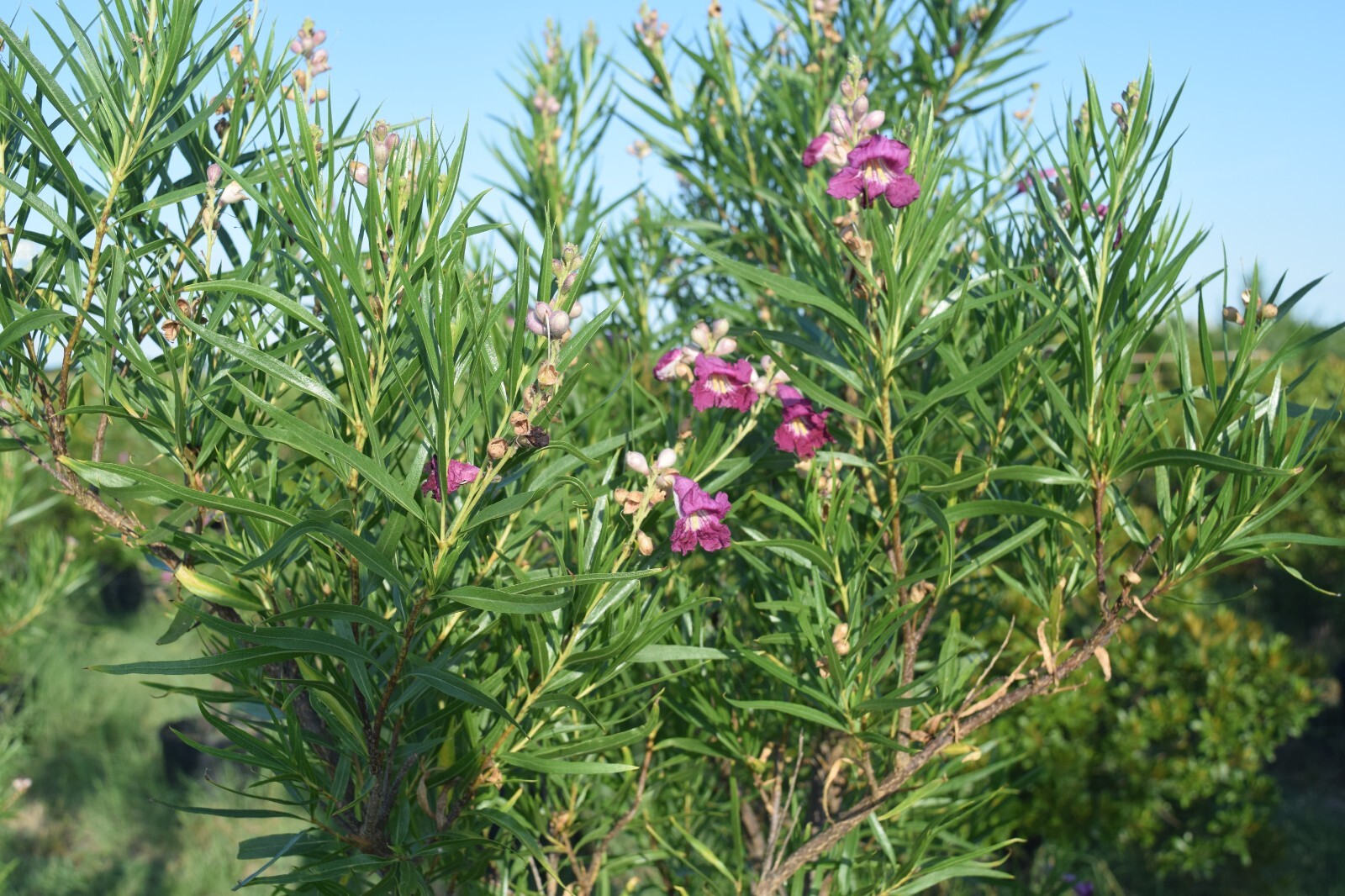 Desert Willow seeds (Chilopsis linearis) -20 seeds- | eBay