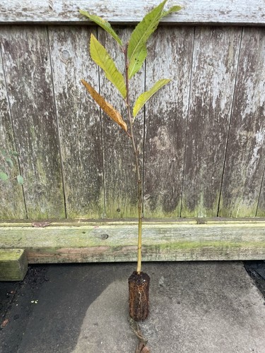Sweet Chestnut Tree 🌰 Castanea sativa Sapling - 60/80cm (Cell) | eBay UK