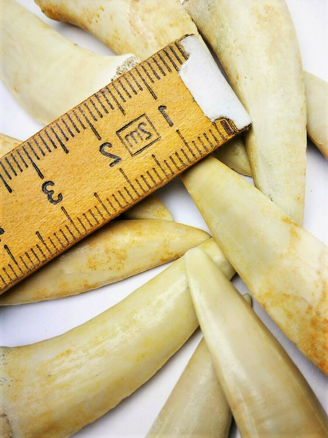 ENCHODUS TOOTH REAL FOSSIL EXTINCT GIANT FISH ANCESTOR SHARK SABERTOOTH ...