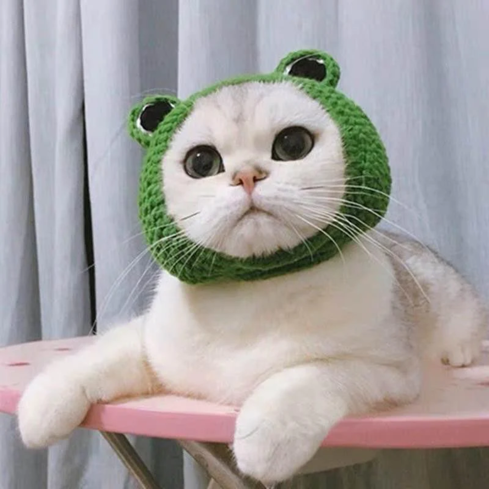 Cats With Frog Hats