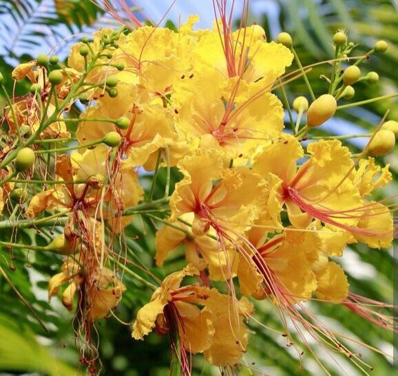 Delonix Regia - Yellow Flamboyant Royal Poinciana | 20 Seeds | Rare ...