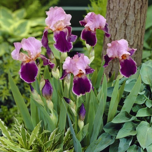 IRIS GERMANICA WINE AND ROSES BEARDED IRIS RED HARDY SUMMER PLANT | eBay UK