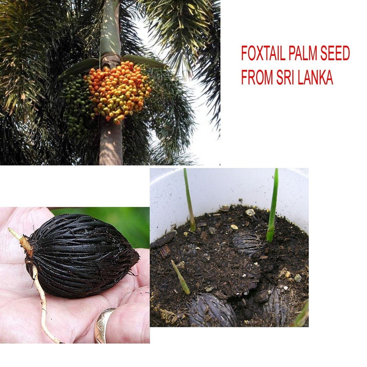 Queen Palm Seeds Queen Palm Tree Photos, Images & Pictures