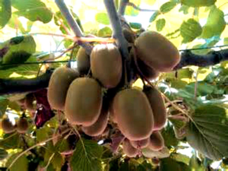 Golden Kiwi Plant