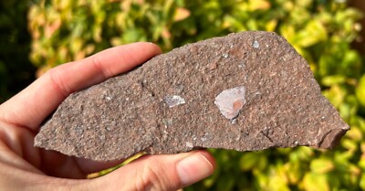 Rare Devonian Fossil Fish Scale in Matrix Pennsylvania Red Hill | eBay