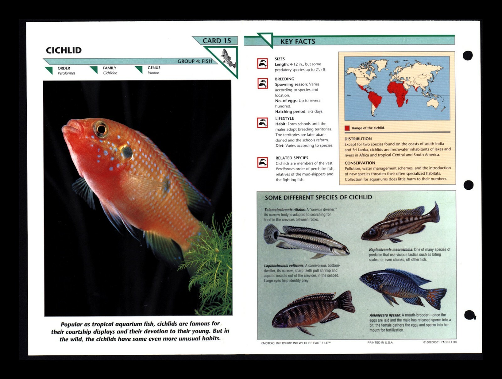 Cichlid Wildlife Fact File Fish Animal Card Home School Study 4.15 | eBay