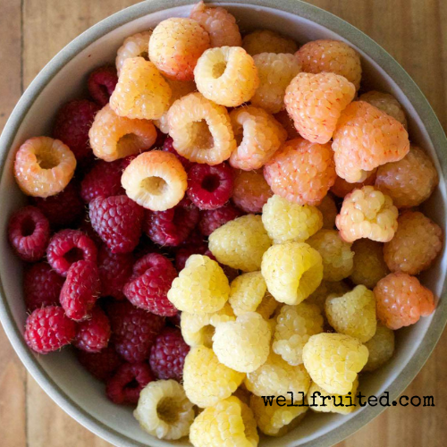 Joan J Thornless - Anne Double Gold - Glencoe Purple Fall Raspberry ...