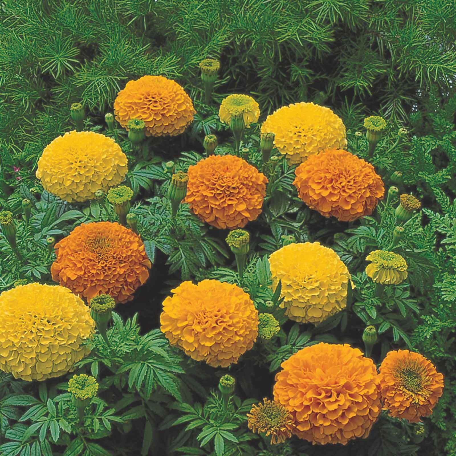 Seeds Marigold Sugar and Spices Terry Mix Flower Rare Garden Organic | eBay