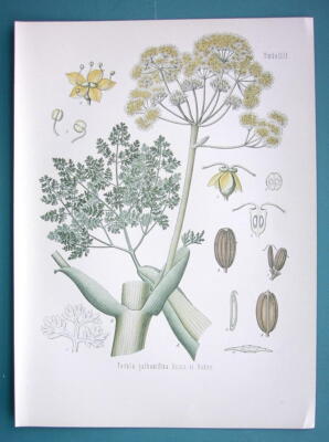 RESIN OIL Medicinal Plant Ferula Galbaniflua - Beautiful COLOR ...