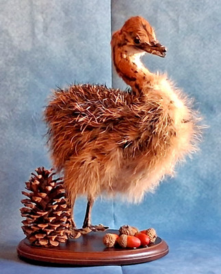 Ostrich Taxidermy Mount Baby Ostrich Chick Rare Taxidermy Cabin Man ...