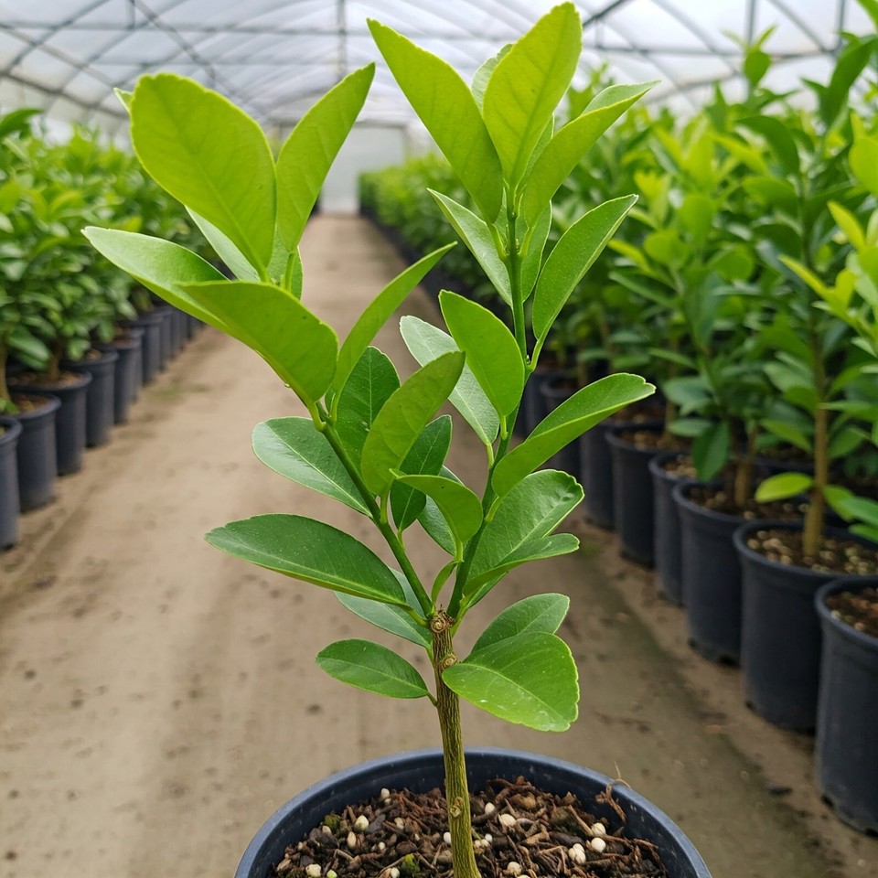 Lime Tree Dwarf Persian (Bearss) Lime Tree in 1 gal 2-3 ft Tall Citrus ...