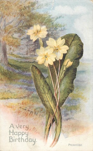 Postcard flowers primrose happy birthday | eBay