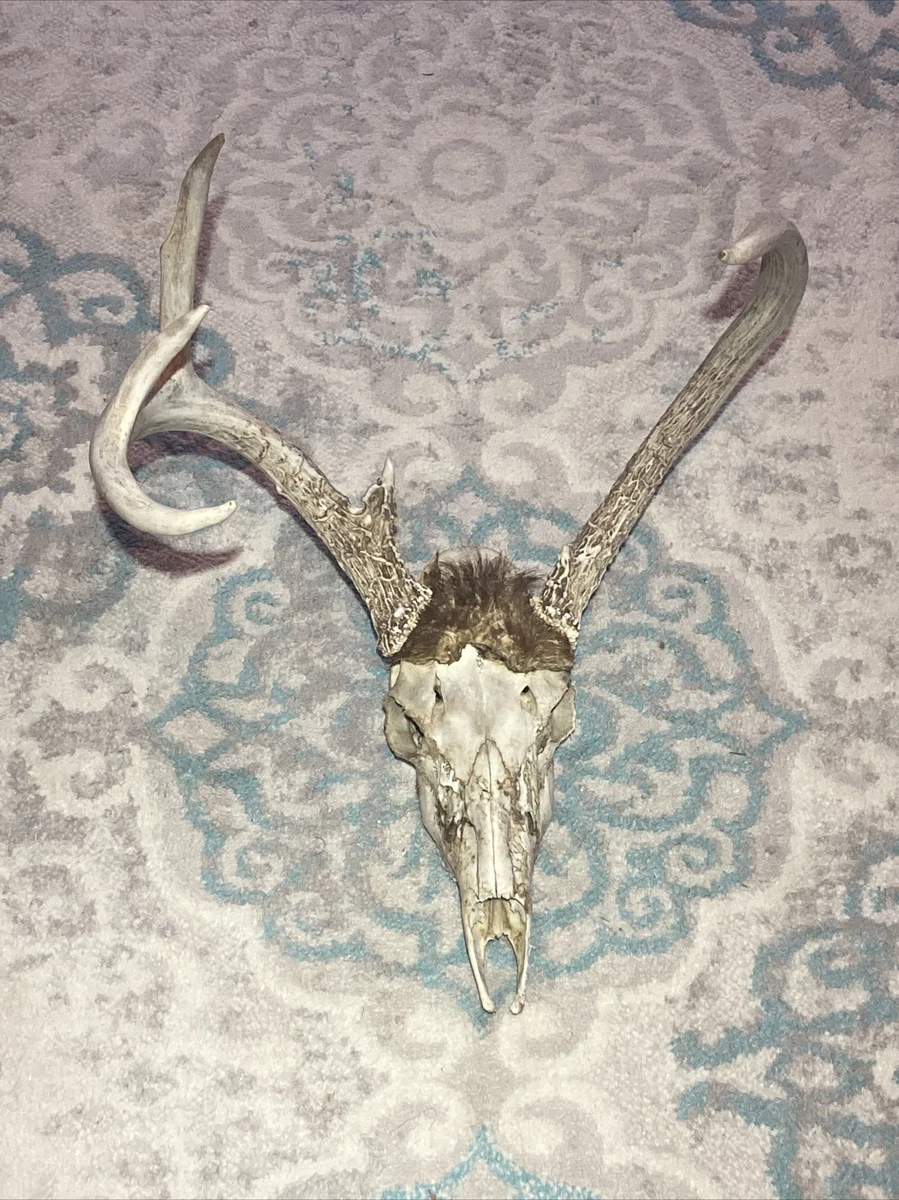 Whitetail Deer Skull Mount