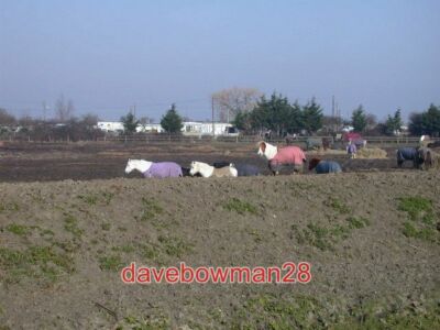 PHOTO HORSES ON BRIDGE FARM RIDING SCHOOL SEEN ACROSS THE COTTENHAM ...