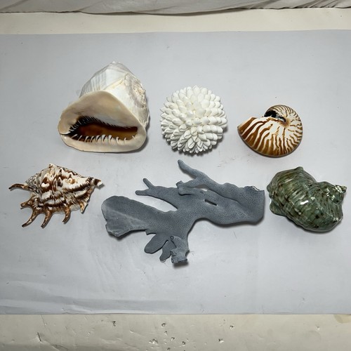 LOT of 6 Seashells & Blue Coral Large Shells Real Nautical Conch Lambis ...