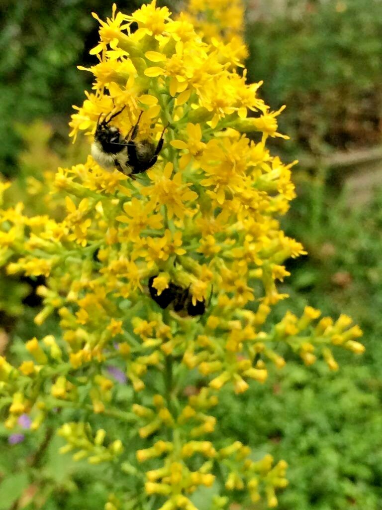 101+SHOWY GOLDENROD Seeds Perennial Native Wildflower Pollinators ...