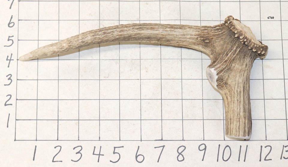 1 #1 Elk Antler Crown Walking Cane Top Handle Crafts Dog Chew Treat | eBay