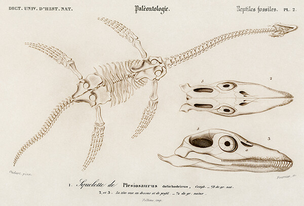 Tekening Van Een Plesiosaurusskelet