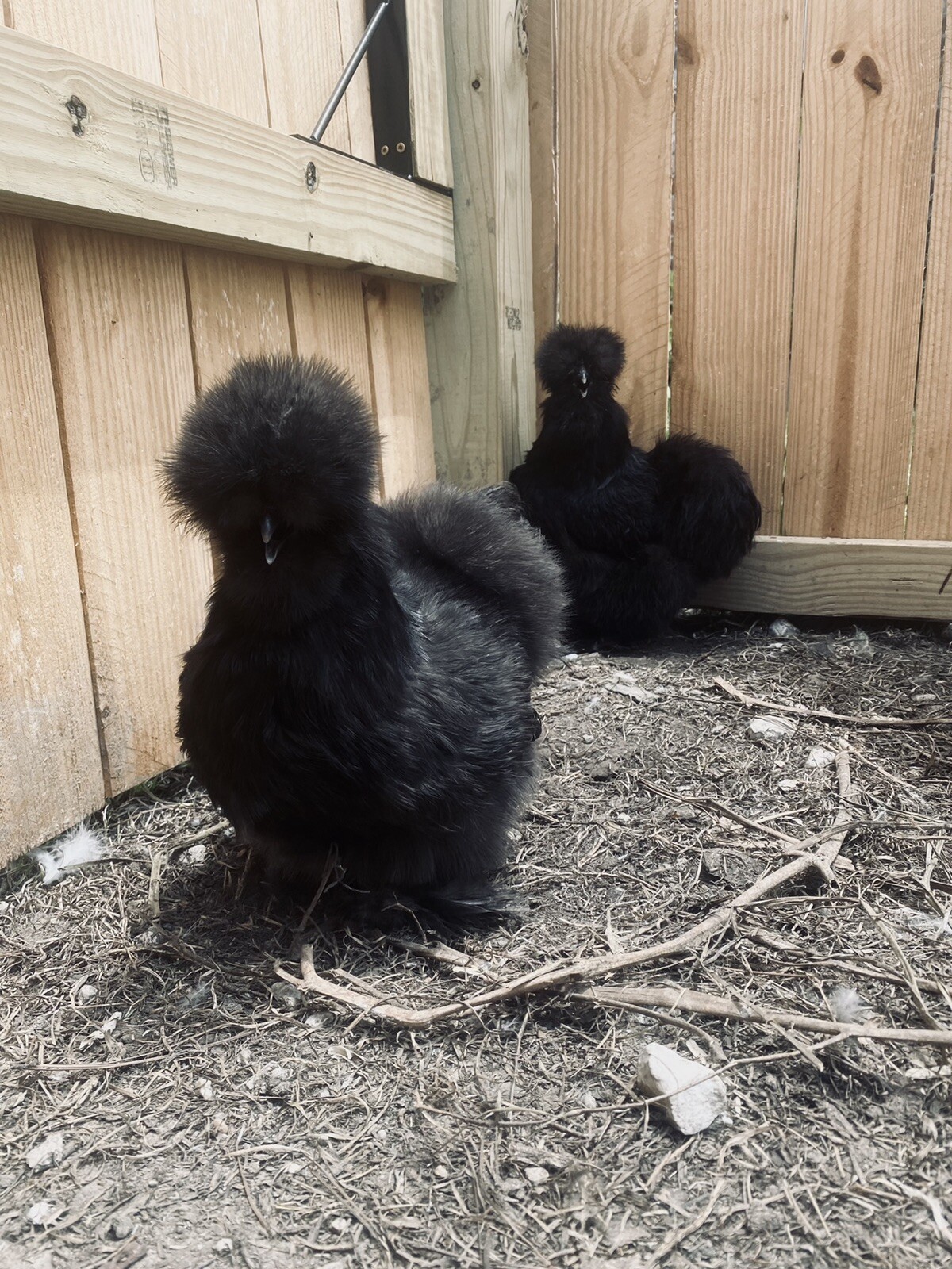 6 Show Quality Silkie Chicken Fertile Hatching Eggs,all Colors,Bearded ...