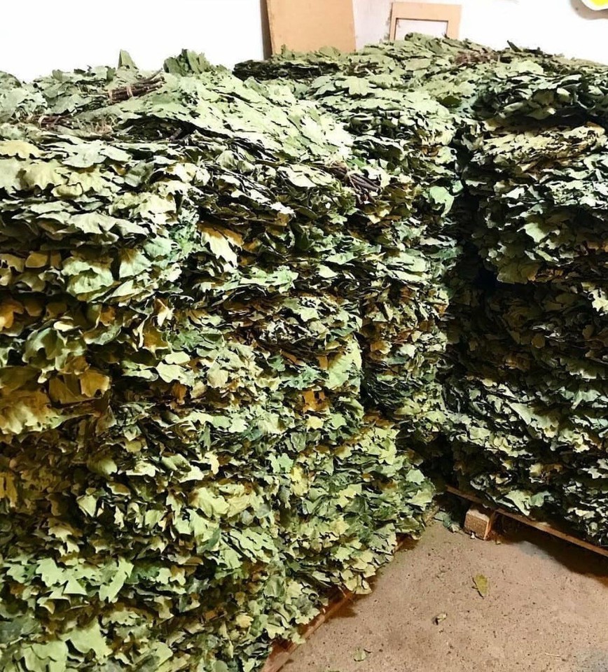 10 Oak whisks, banya brooms, whisks, venik, Birkenreisige, Venik, sauna ...