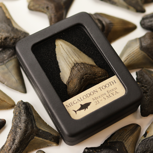 Megalodon Tooth With Display Case | eBay