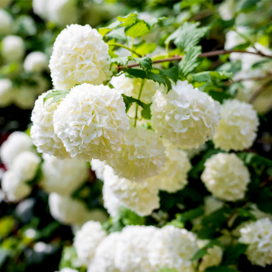Snowball Flowers Perennials