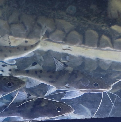 3" to 4" Polka Dot Pictus CATFISH, FAT & HEALTHY. IMPORTED South ...