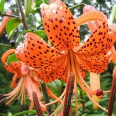 TIGER LILY~FLOWER BULBS~LILIUM LANCIFOLIUM~3-5 FT. TALL PERENNIAL ...